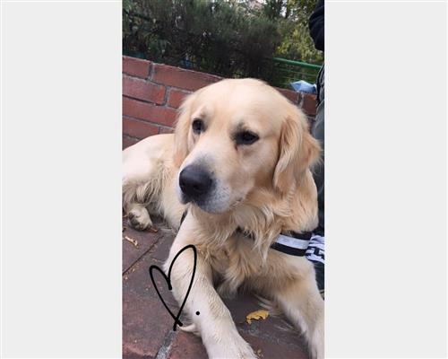 OLIVER GOLDEN RETRIVER CERCA FEMMINA PER ACCOPPIAMENTO A Trofarello ...